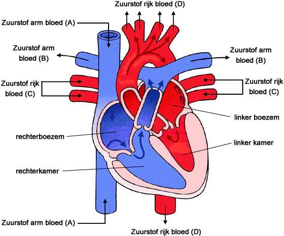 Vaak voorkomende klachten - Cardiologie Roosen